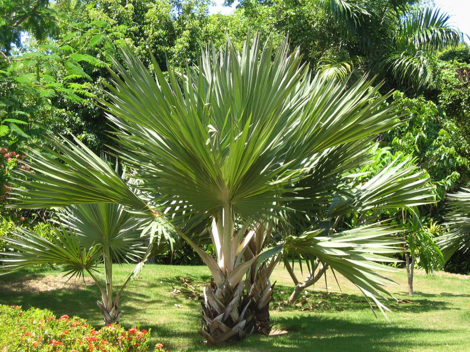 Treatment and Care of Palms in Sassari and Sardinia | D&S Giardini